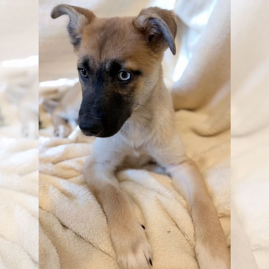 Щенок в добрые руки