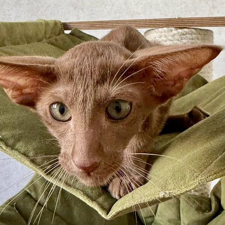 Ориентальные котята
