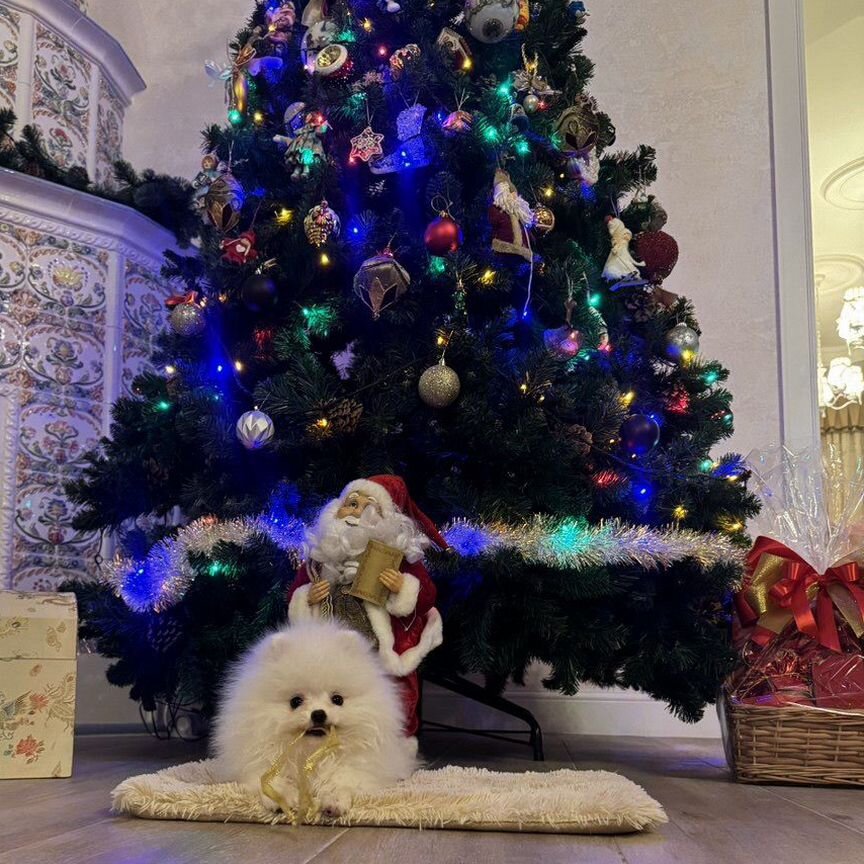 Померанский шпиц, щенок