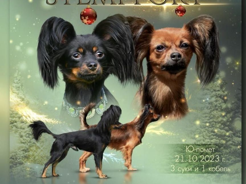 Щенки русского тоя длинношерстного