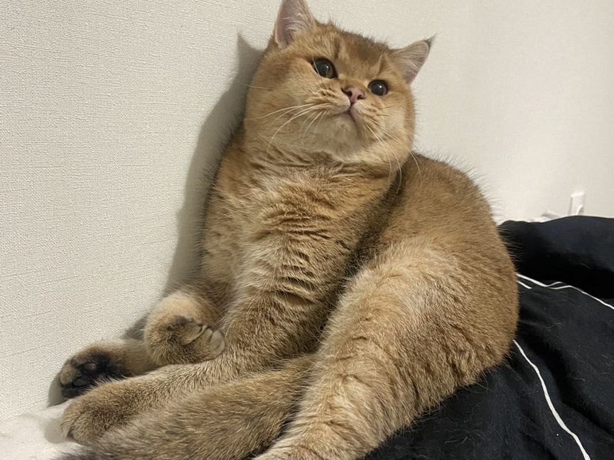 Золотая шиншилла вязка