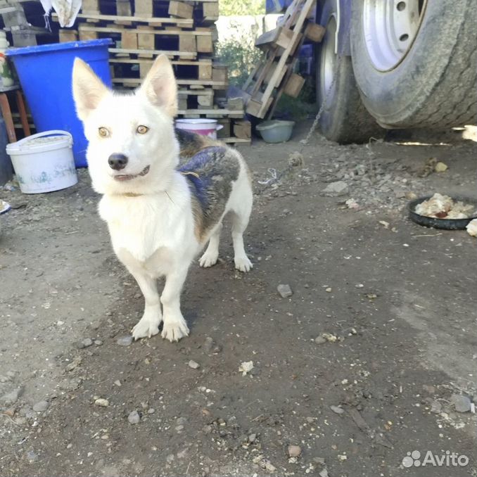 Собака Рада в хорошие руки бесплатно