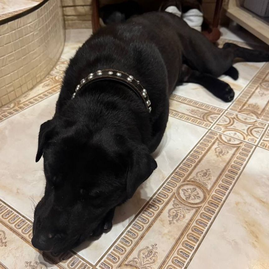 Взрослый пёс в добрые руки