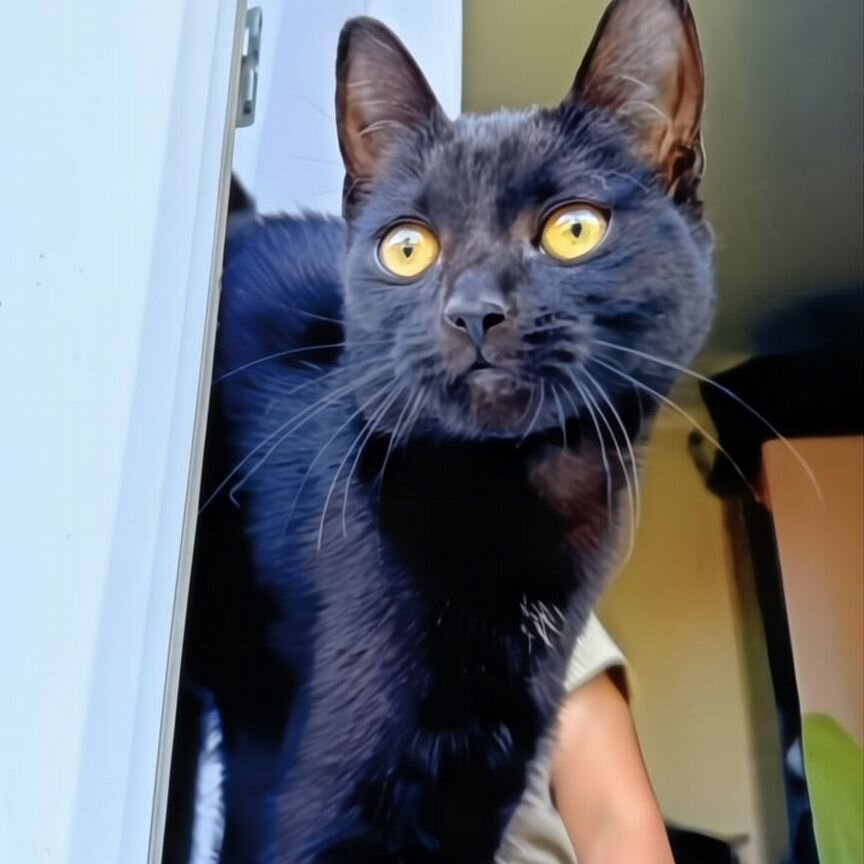 Британский короткошёрстный котёнок