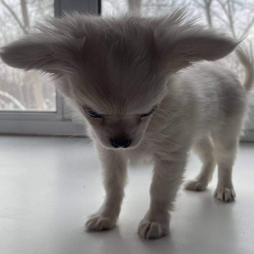 Чихуахуа, щенок