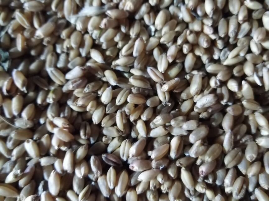 Мягкая пшеница