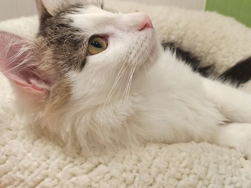 SOS котята два брата по несчастью ищут дом