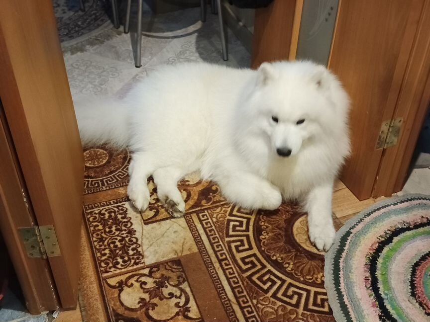 Вязка. Самоед