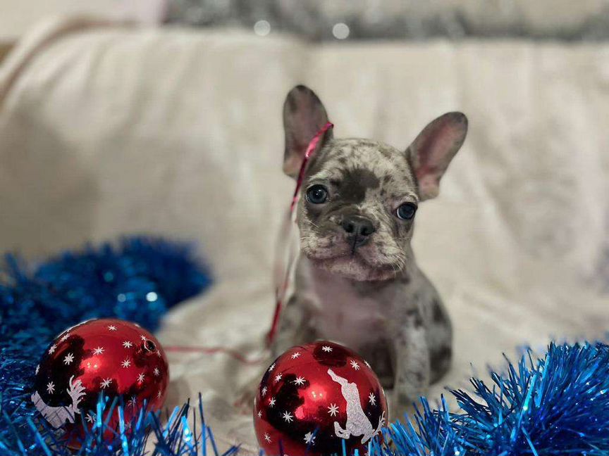 Французский красавчик