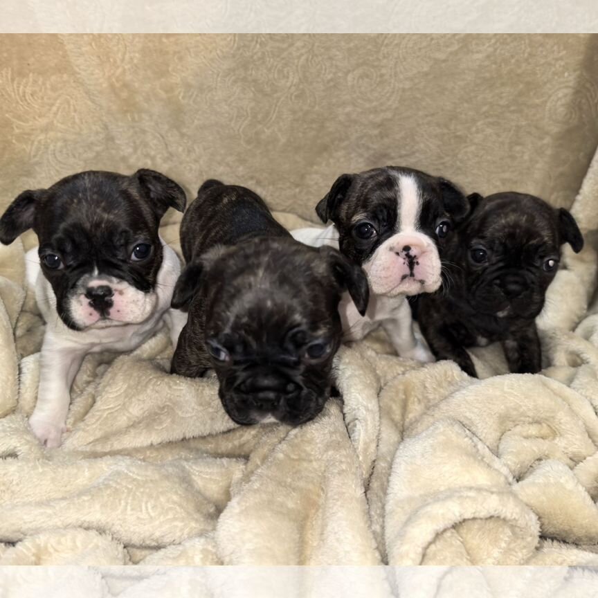 Французский бульдог, щенок