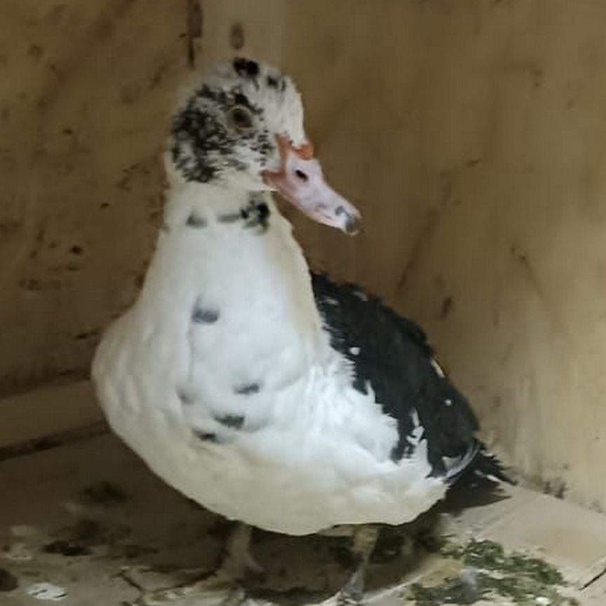 Мускусная утка Индоутка