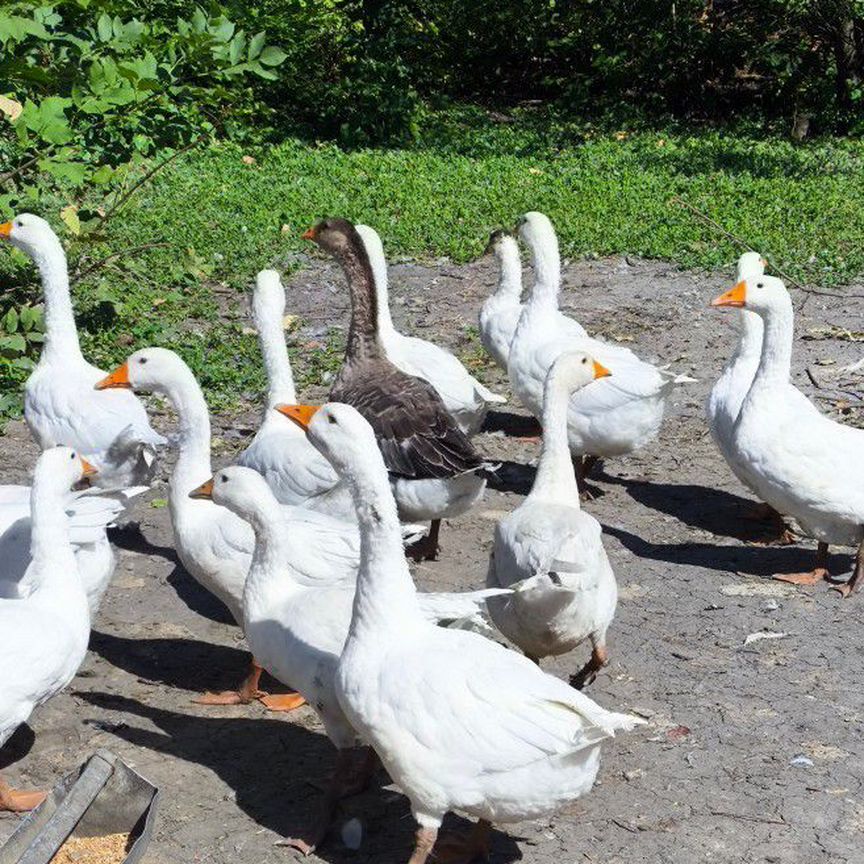 Холмогорские гусята (гибрид)