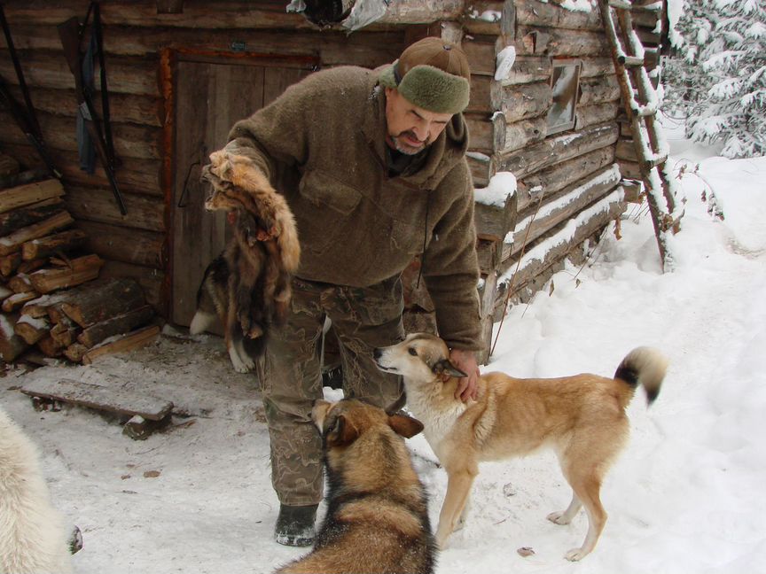 Продам щенков охотничьей рабочей лайки