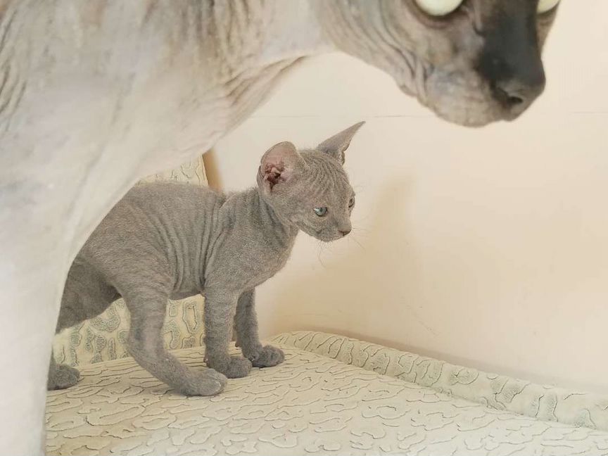Донской сфинкс котята