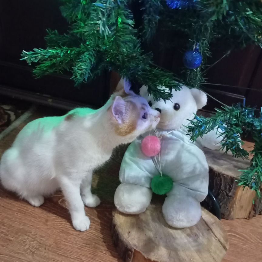 Белый котенок девочка