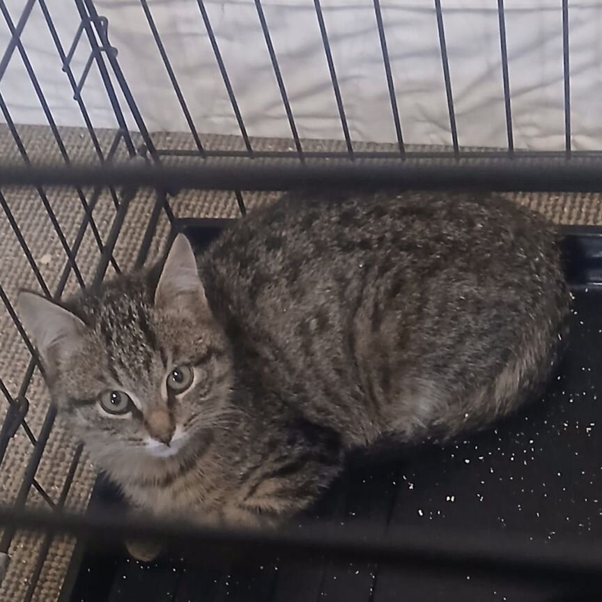 Европейский короткошёрстный котёнок