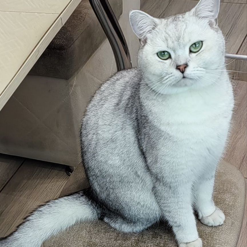 Британский короткошёрстный, взрослый кот