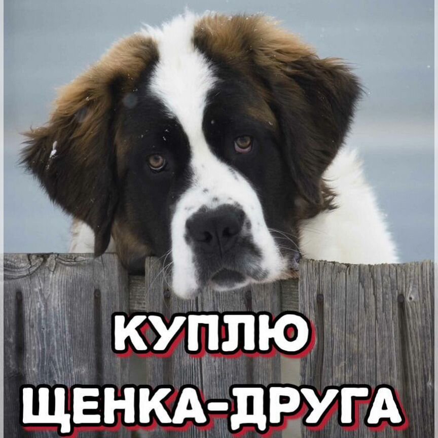 Московская сторожевая, щенок