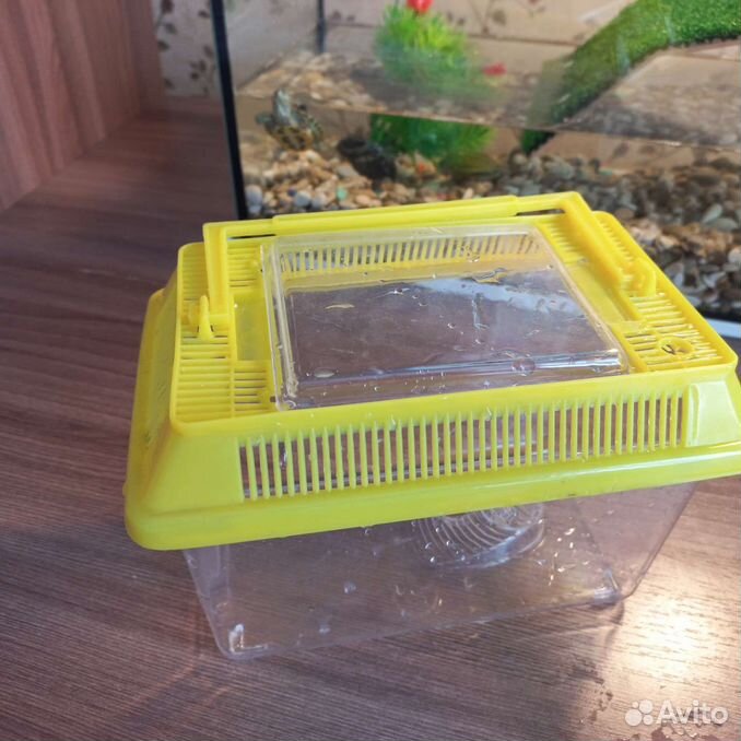 Продаётся 1 красноухая черепашка