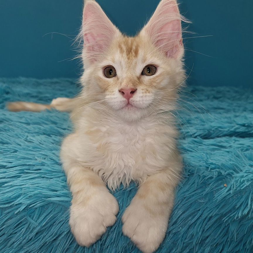 Мейн-кун полидакт 7*7*7*7