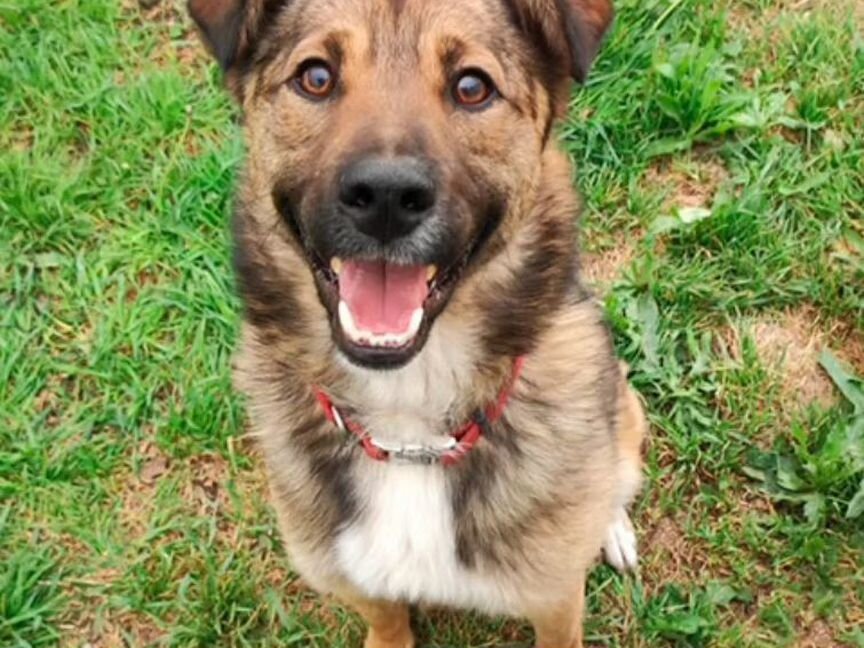 Самый ласковый и добрый пёс