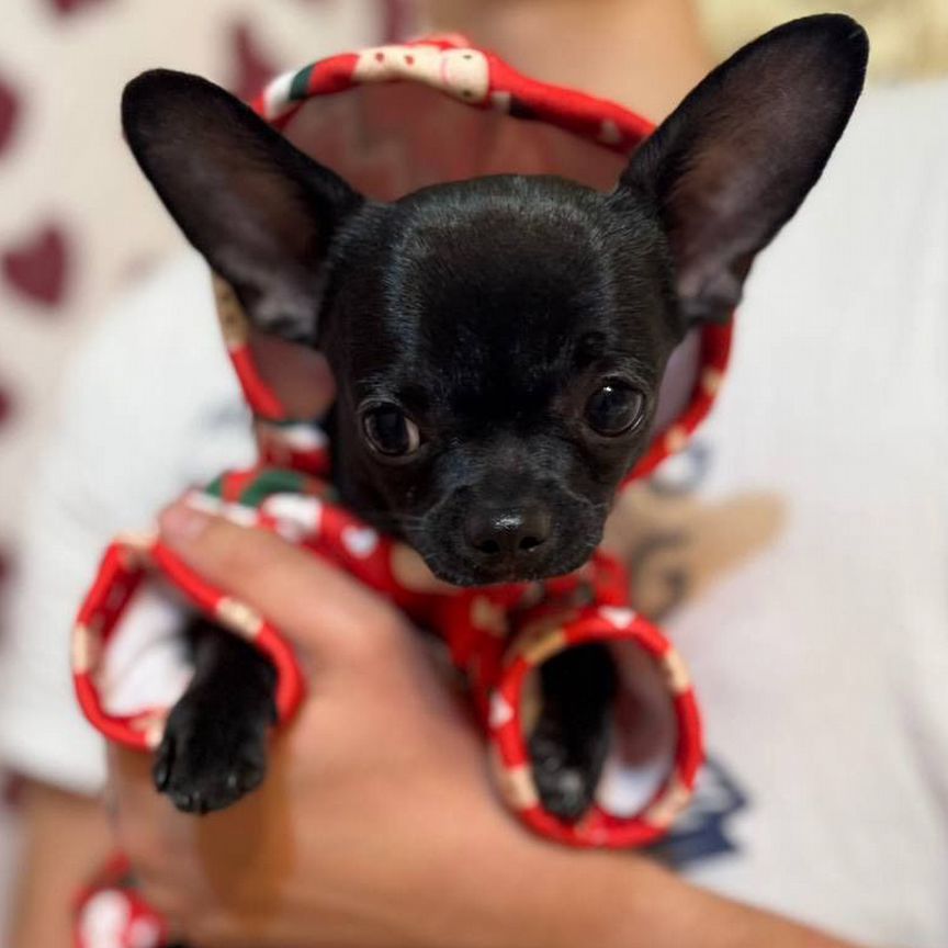 Чихуахуа, щенок