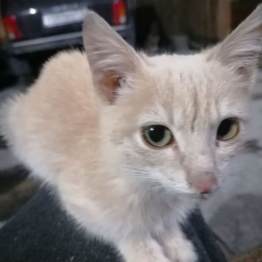 Рыжий котенок в добрые руки