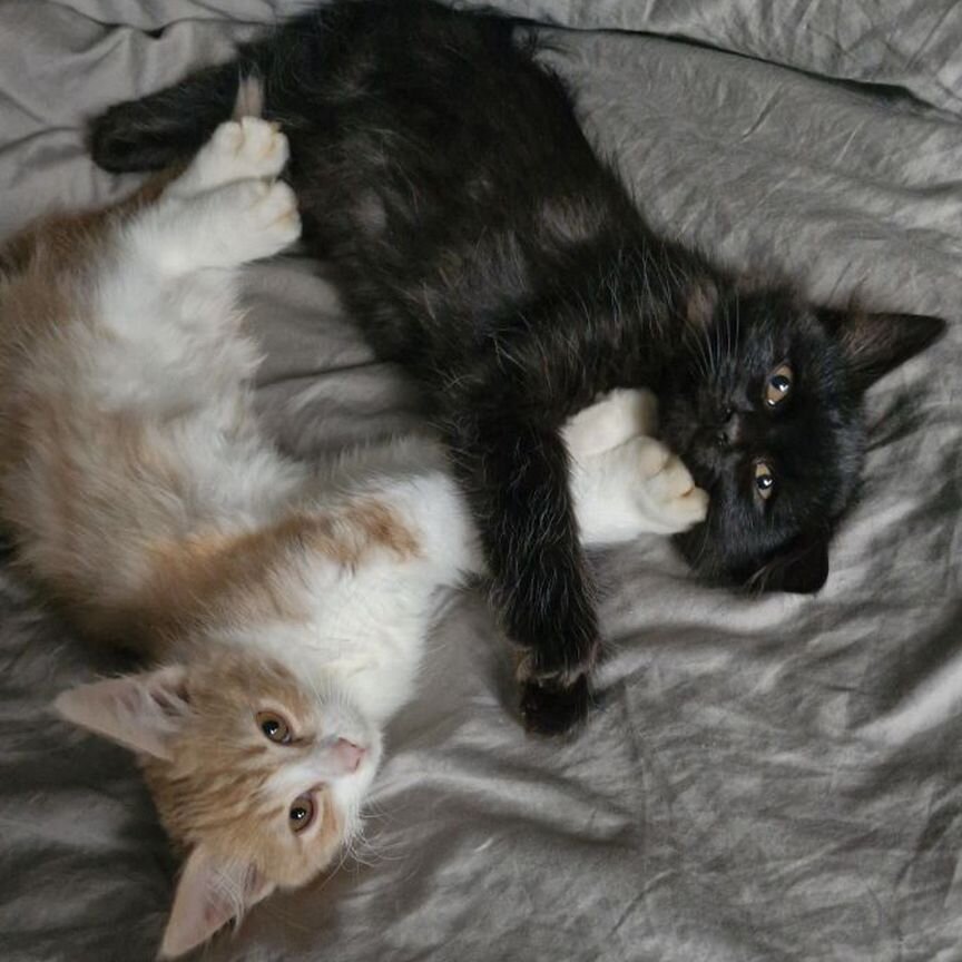 Мейн-кун котёнок