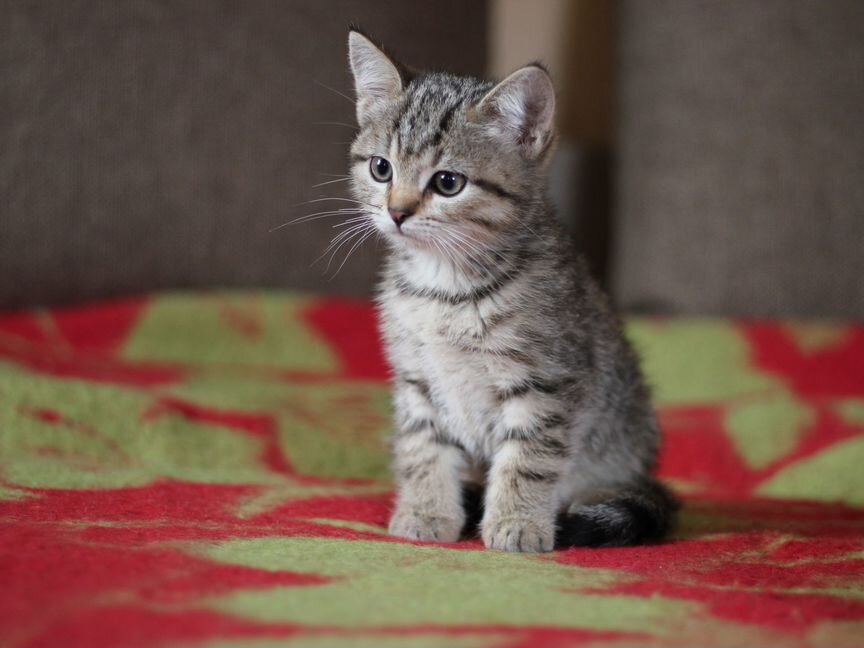 Шотландские котята