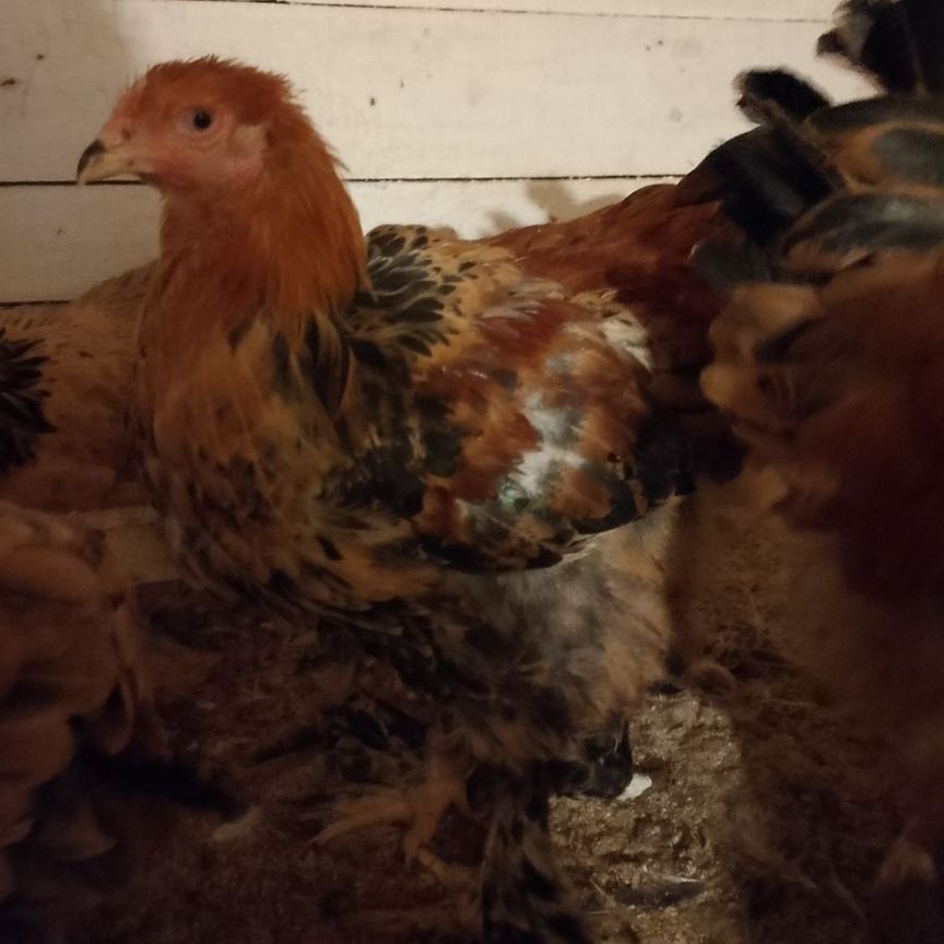 Куры и петухи породы Брама