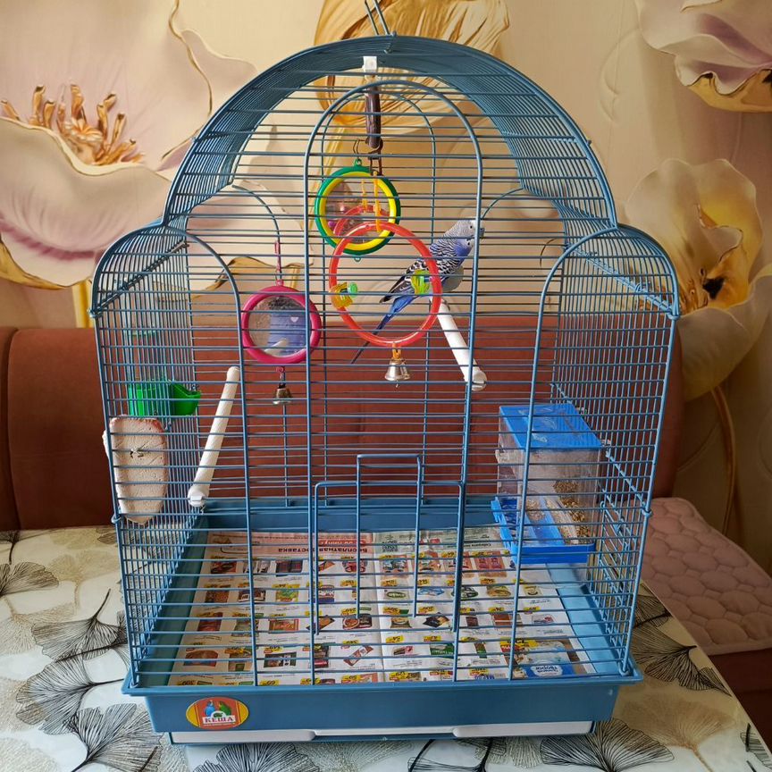 Волнистый попугай