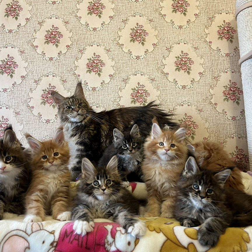 Котята Мейн-кун из питомника