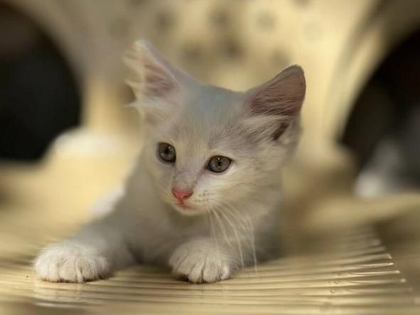 Котенок в добрые руки