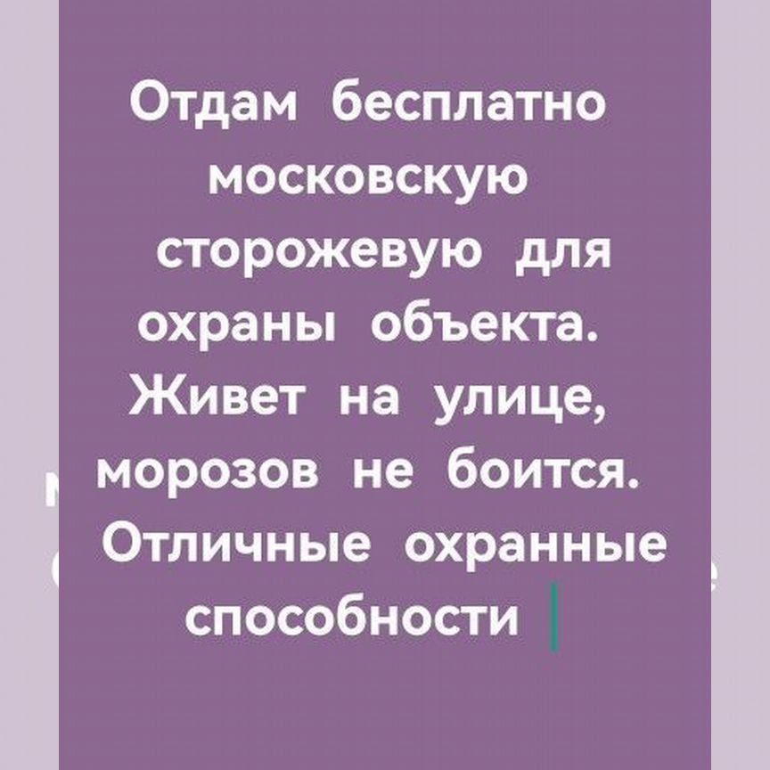 Отдам собаку для охраны