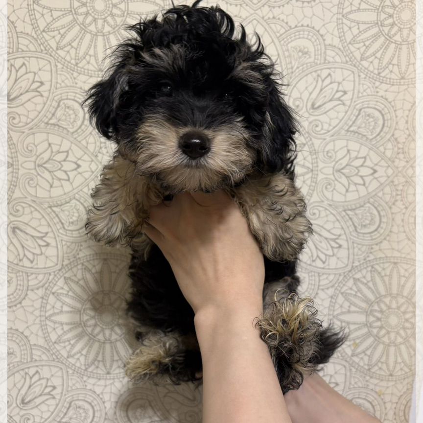 Мальтипу, щенок