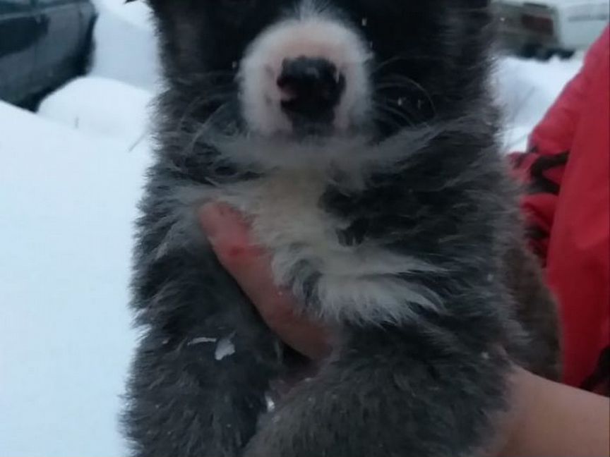 Щенята. 1 месяц