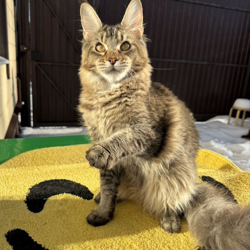 Ласковая кошечка