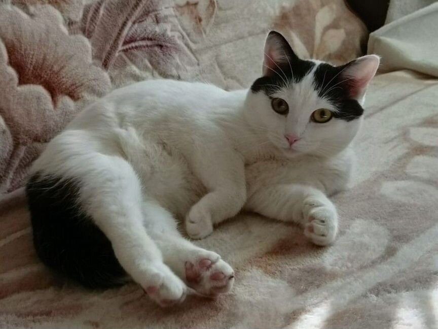 Сладкий колобочек по имени Белка в добрые руки