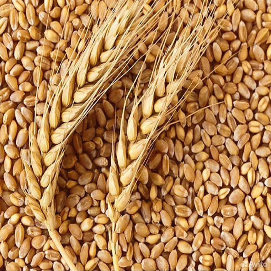 Зерно пшеница,ячмень, горох