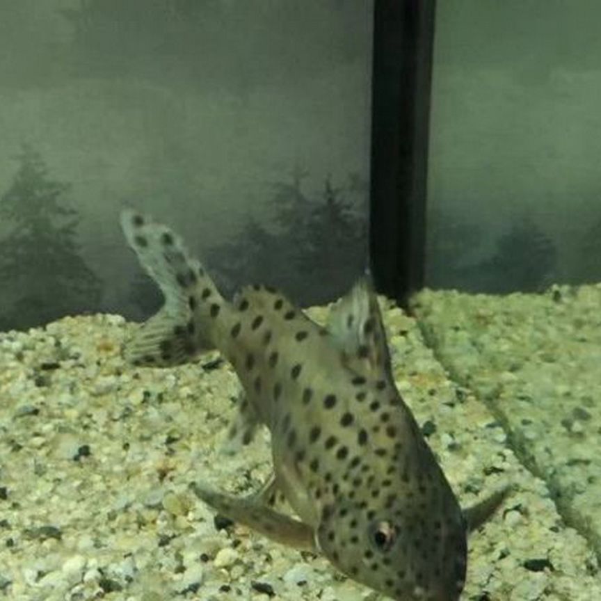 Сомик синодонтис