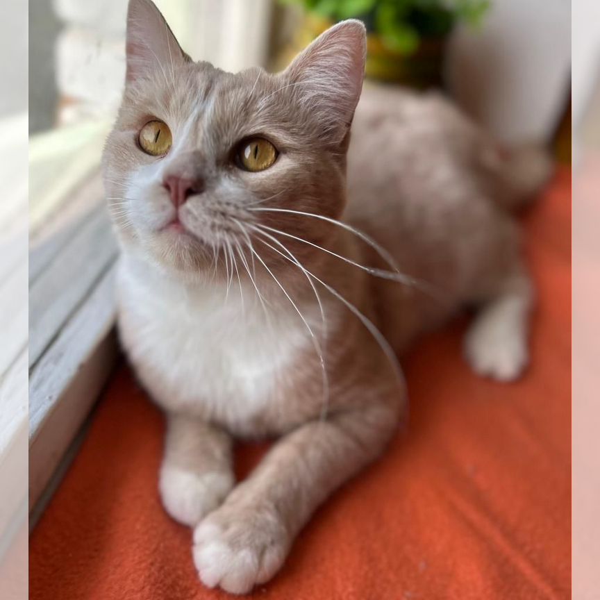 Ласковый рыжий кот