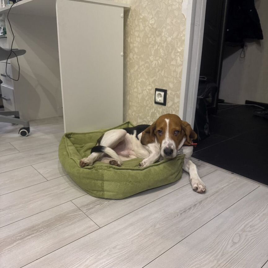 Бигль в добрые руки