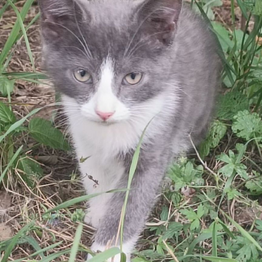 Уличные котята в хорошие руки