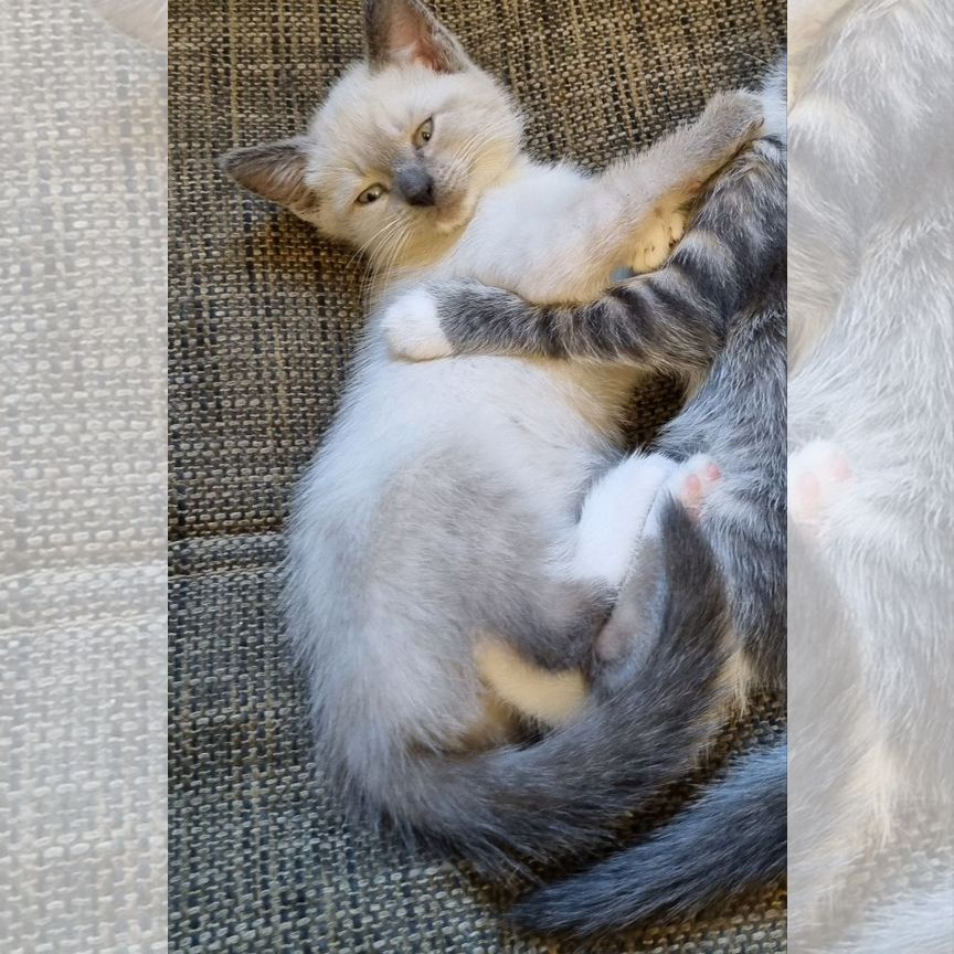 Кошка