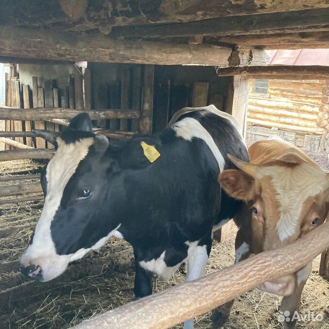 Телки стельные