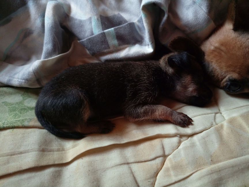 Мини той-терьер щенки