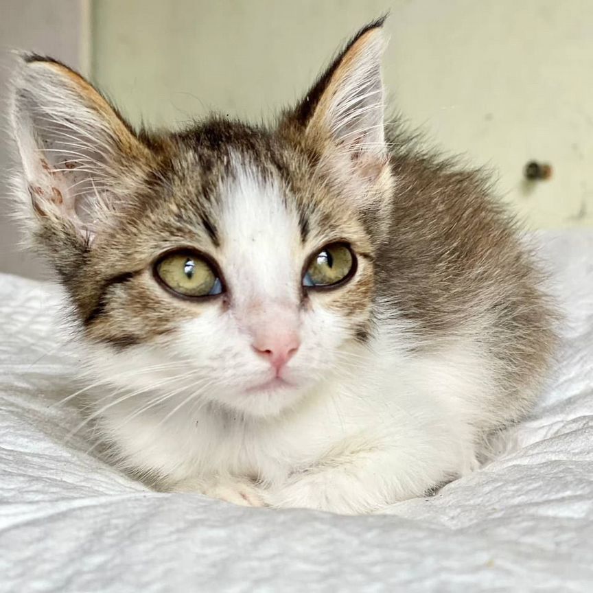 Котенок в добрые руки девочка