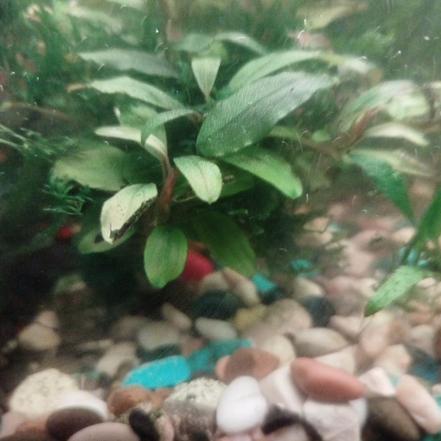 Аквариумные растения