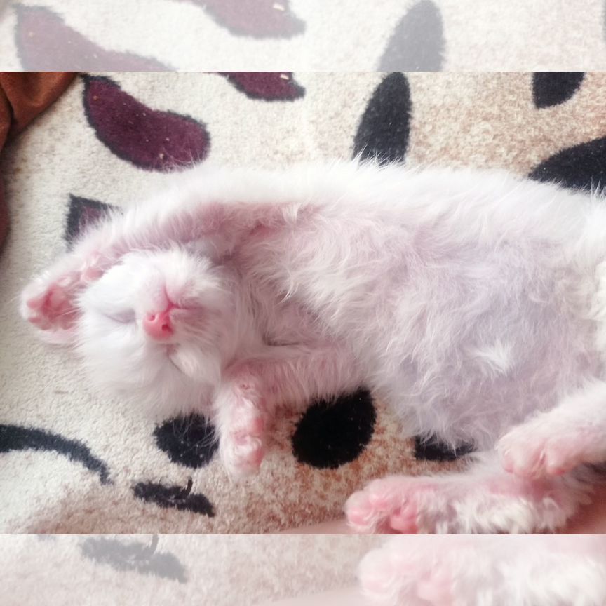 Котёнок от частного владельца