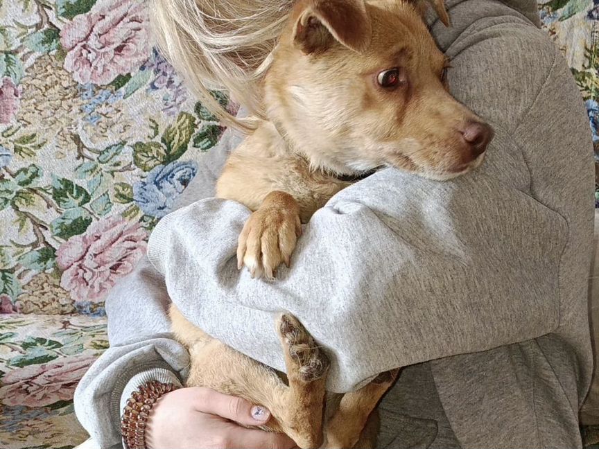 Песик Апельсинчик